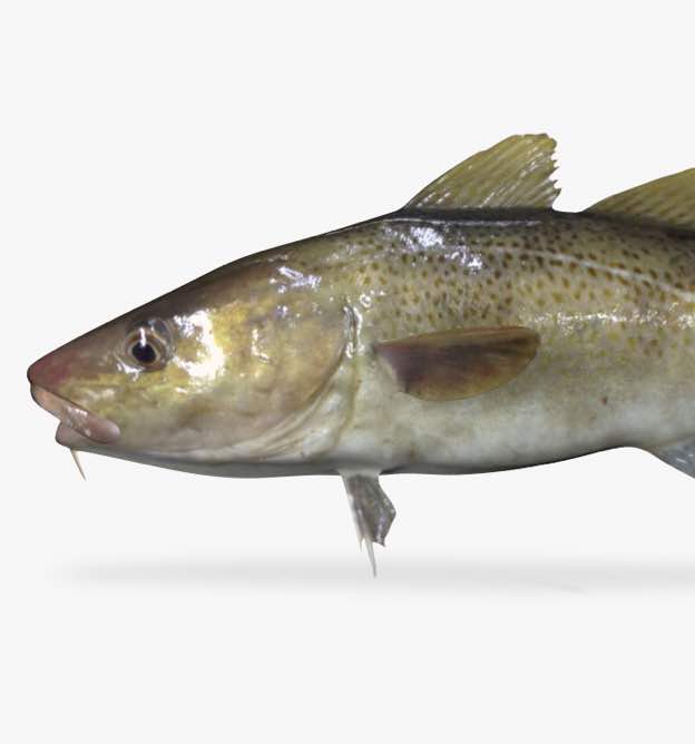 Rosita® USA - Raw & unprocessed fish liver oils + real foods