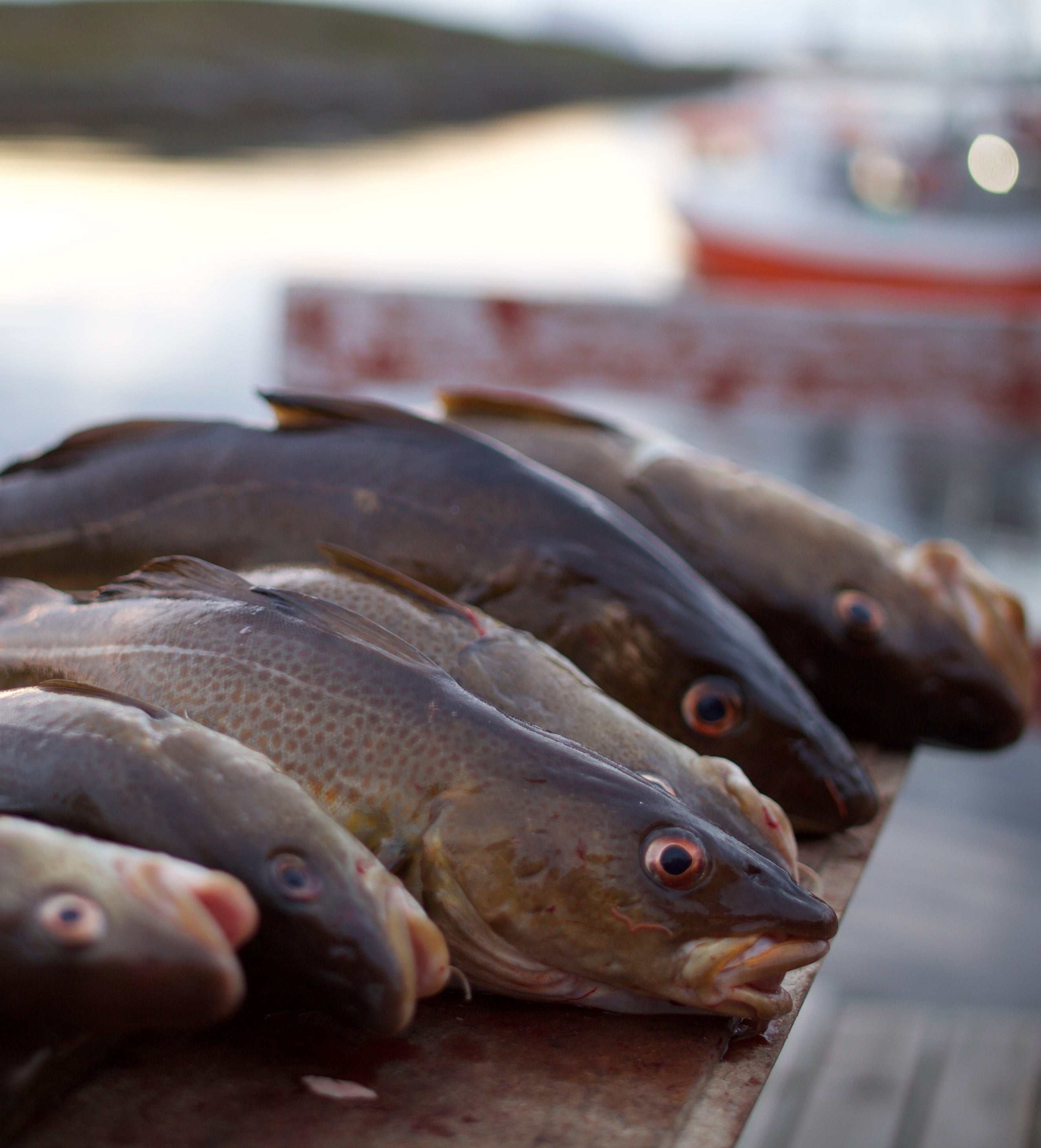 A Natural Food Company - Natural Supplements | Rosita Real Foods ...